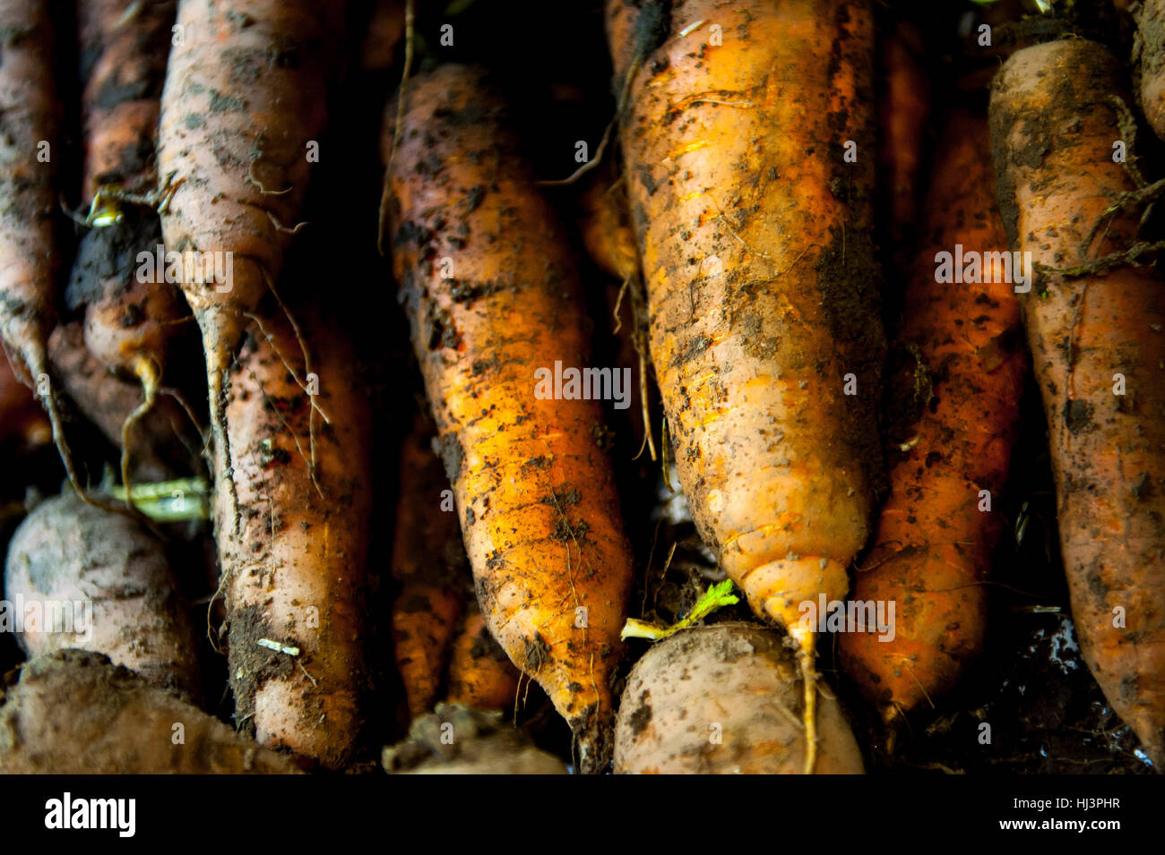 Organic dirty Carrots Stock Photo - Alamy
