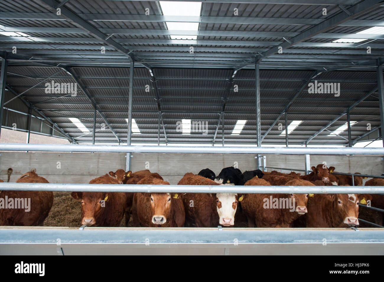 Cows in cow shed Stock Photo - Alamy
