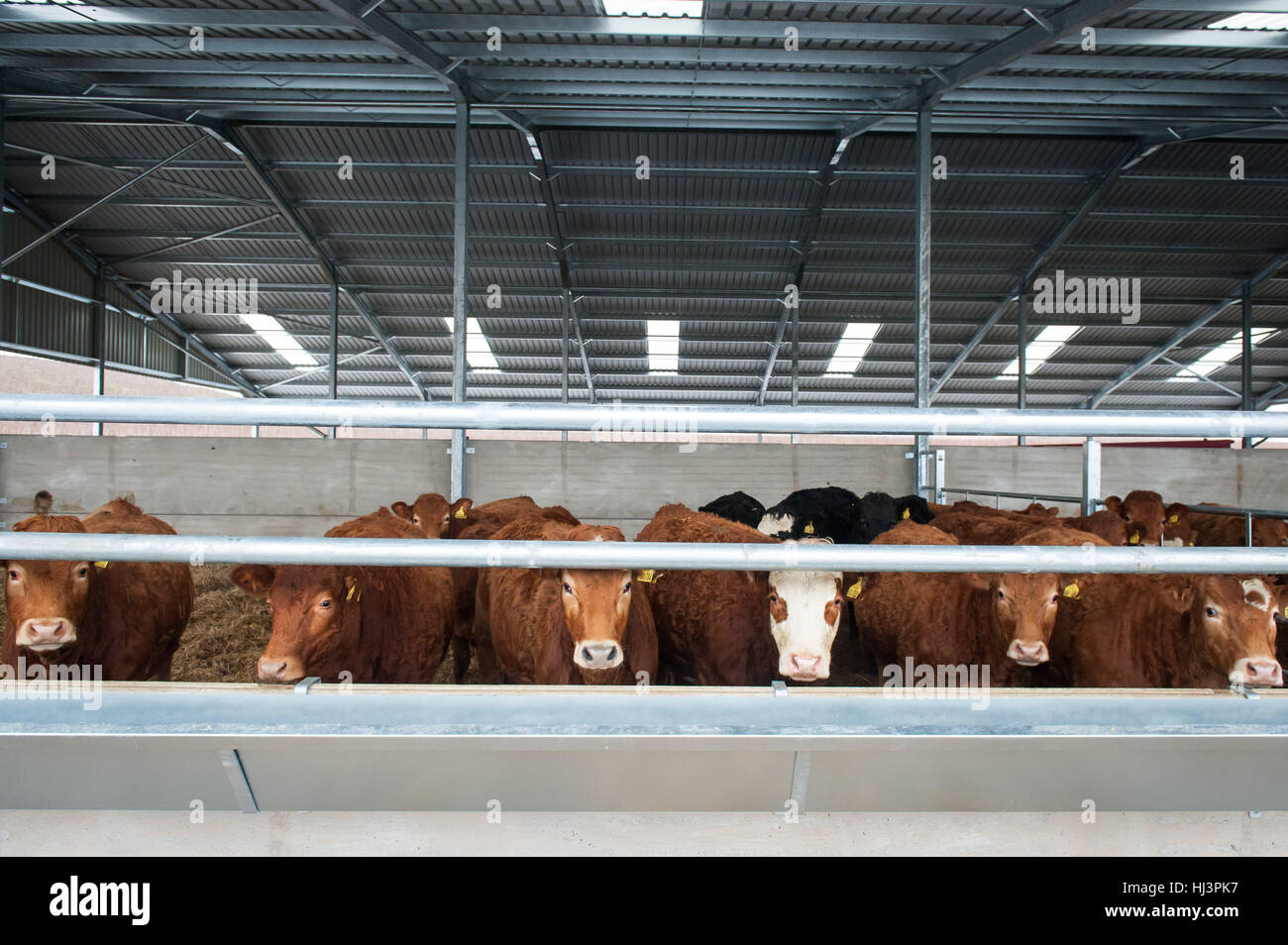 Cows in cow shed Stock Photo - Alamy