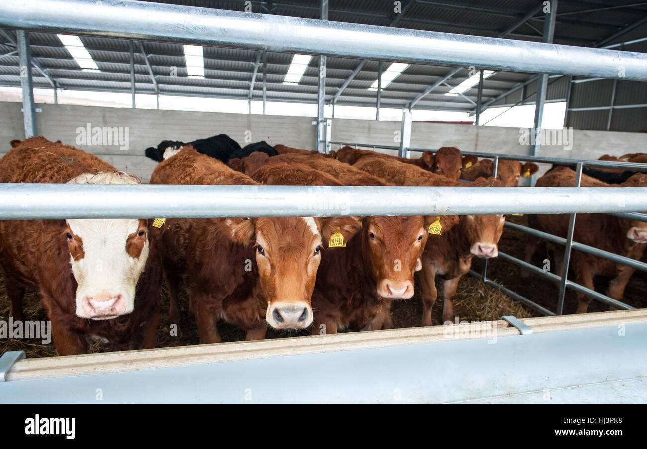 Cows in cow shed Stock Photo - Alamy