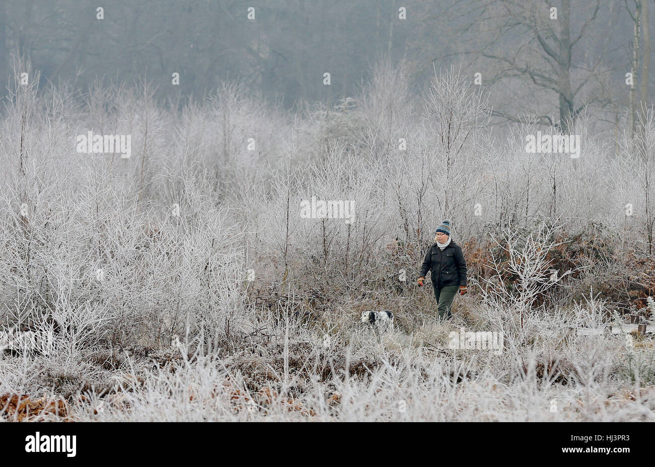 A lady walks her dog during a frosty start to the day in Hothfield ...