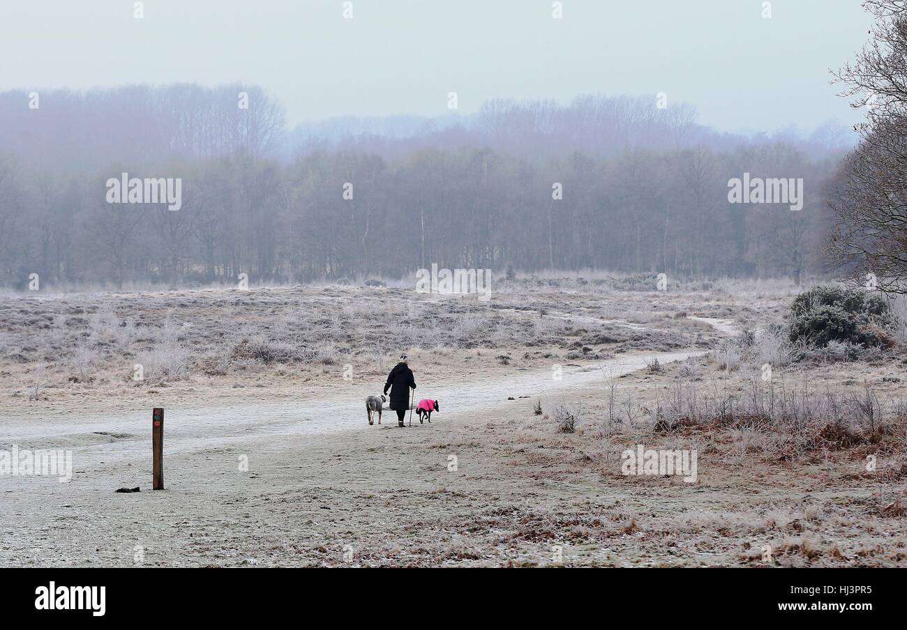 A lady walks her dogs during a frosty start to the day in Hothfield ...