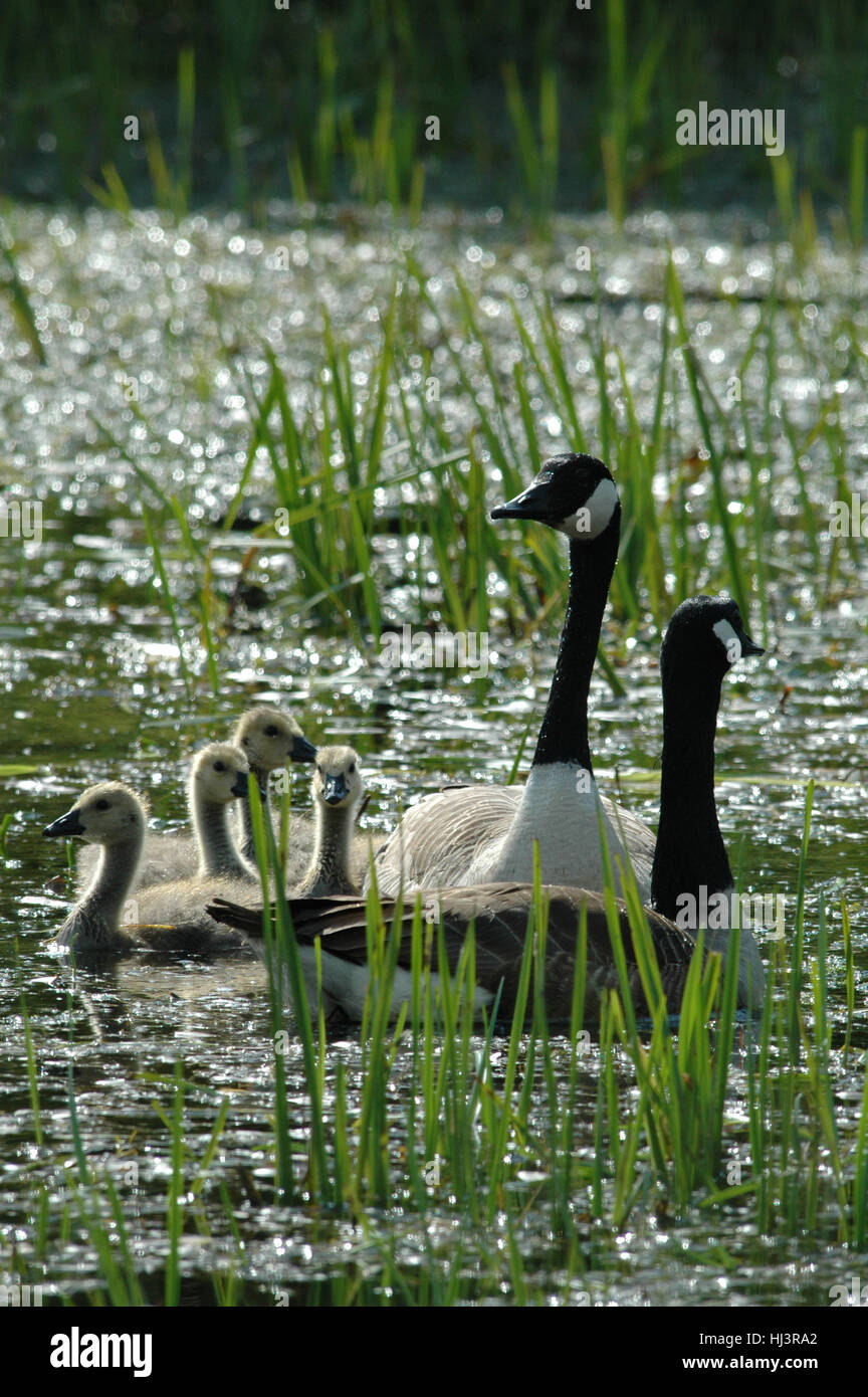 Quietly together hi-res stock photography and images - Alamy