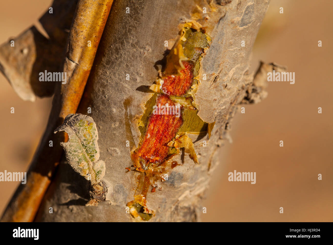 Frankincense tree with resin in Wadi Dawkah Frankincence Nature Resort ...