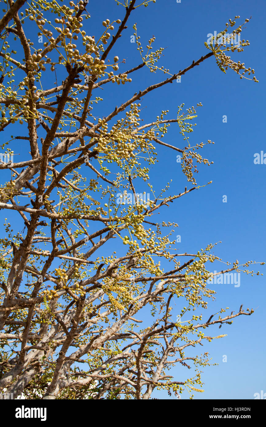 Frankincense (Boswellia sacra) tree , olibanum-tree, in Dhofar, Oman ...
