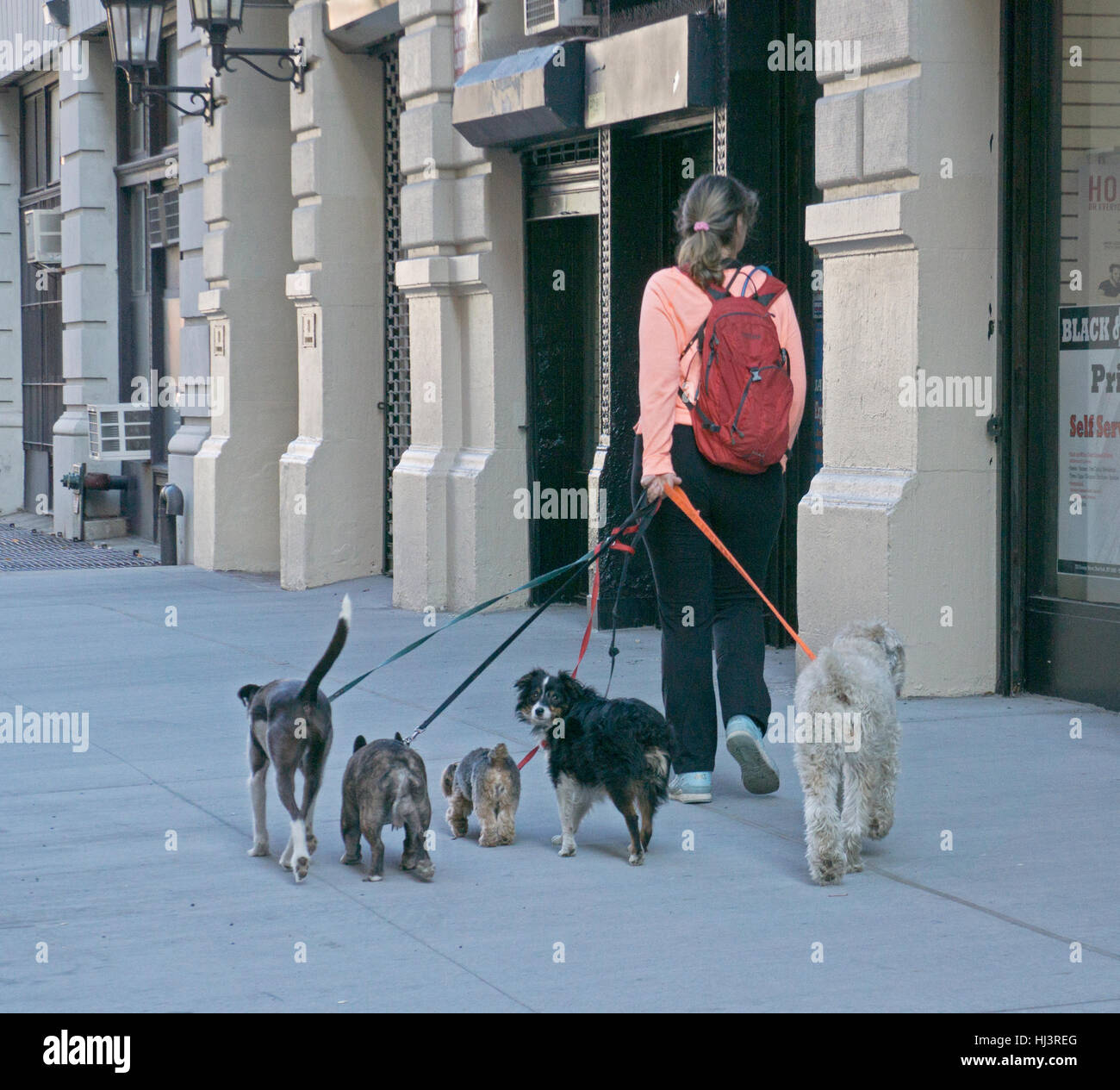 American village dog hi-res stock photography and images - Alamy