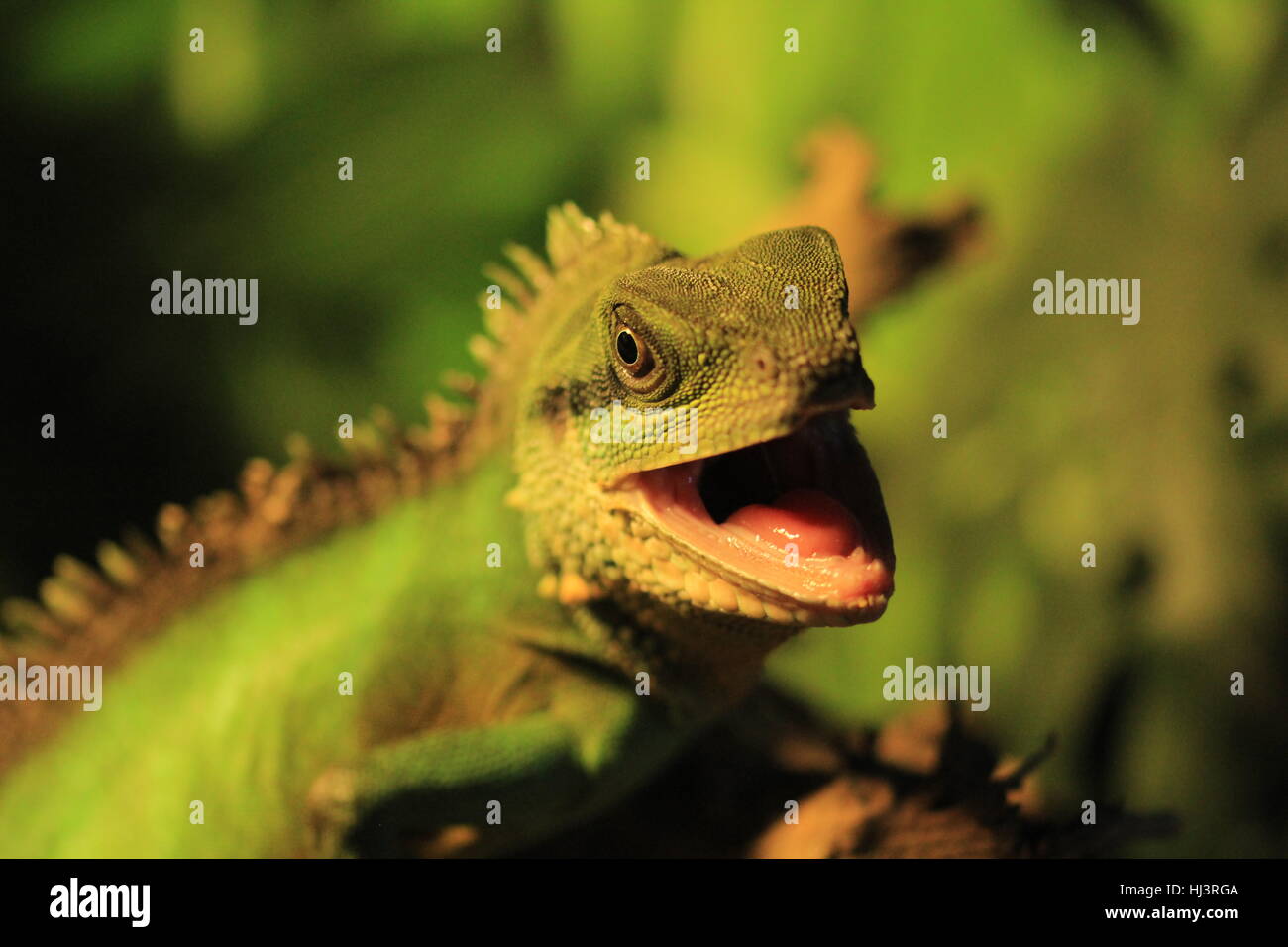Happy lizard hi-res stock photography and images - Alamy