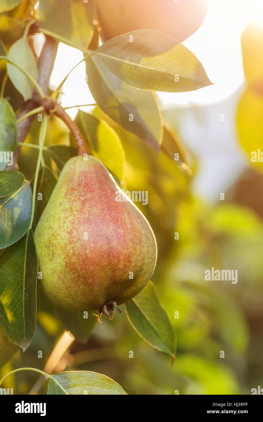 Pears on the tree with sunshine Stock Photo - Alamy