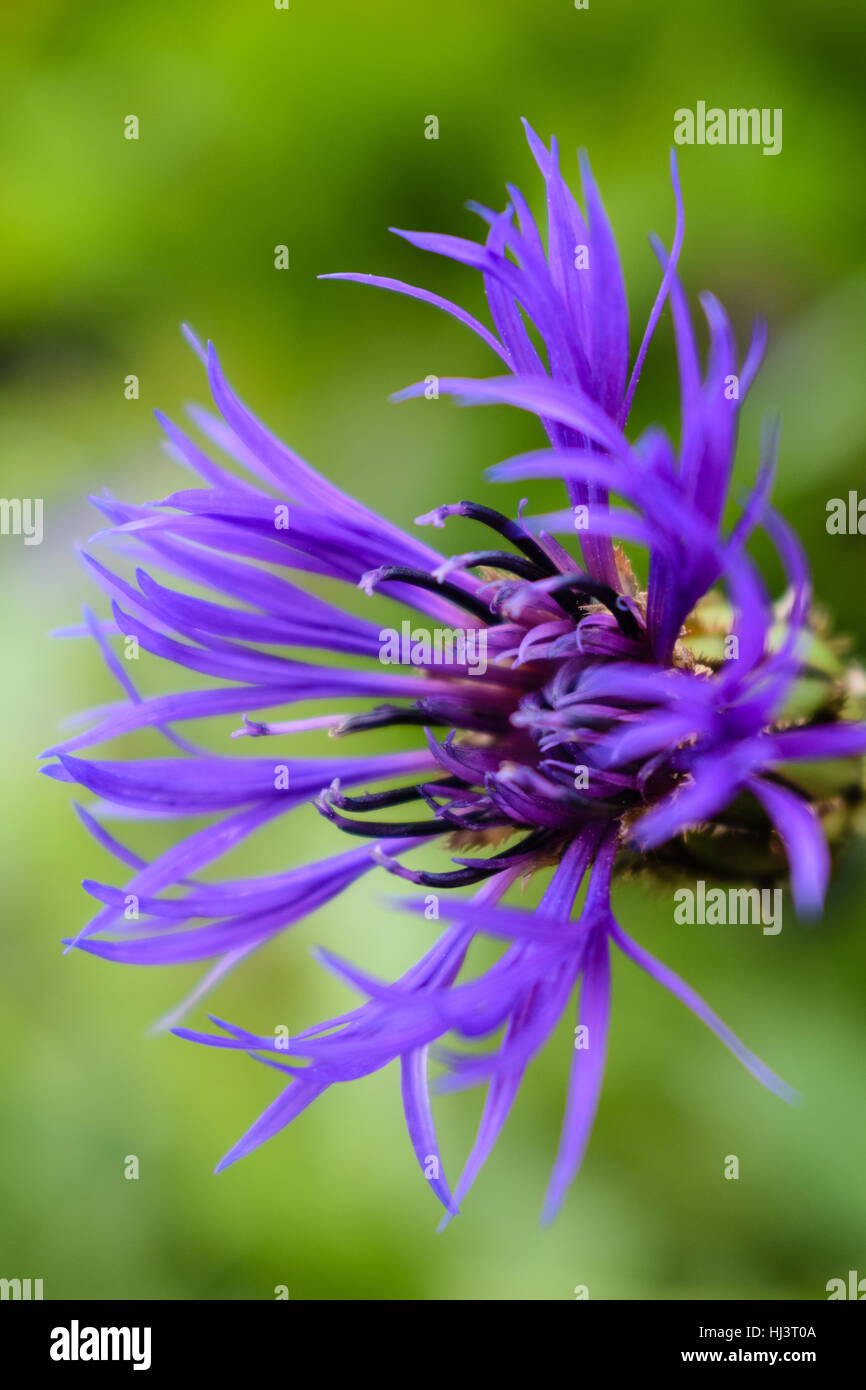 Mountain Bluet flower, cyanus montanus Stock Photo - Alamy