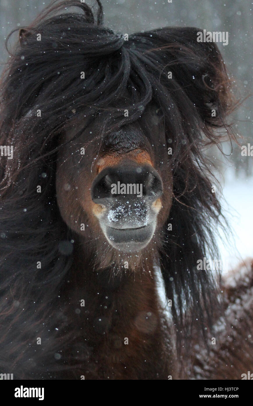Stallion with long mane and forelock hi-res stock photography and ...