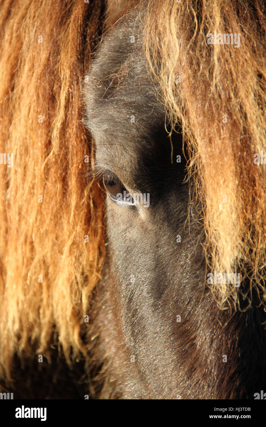 Shy horse hi-res stock photography and images - Alamy