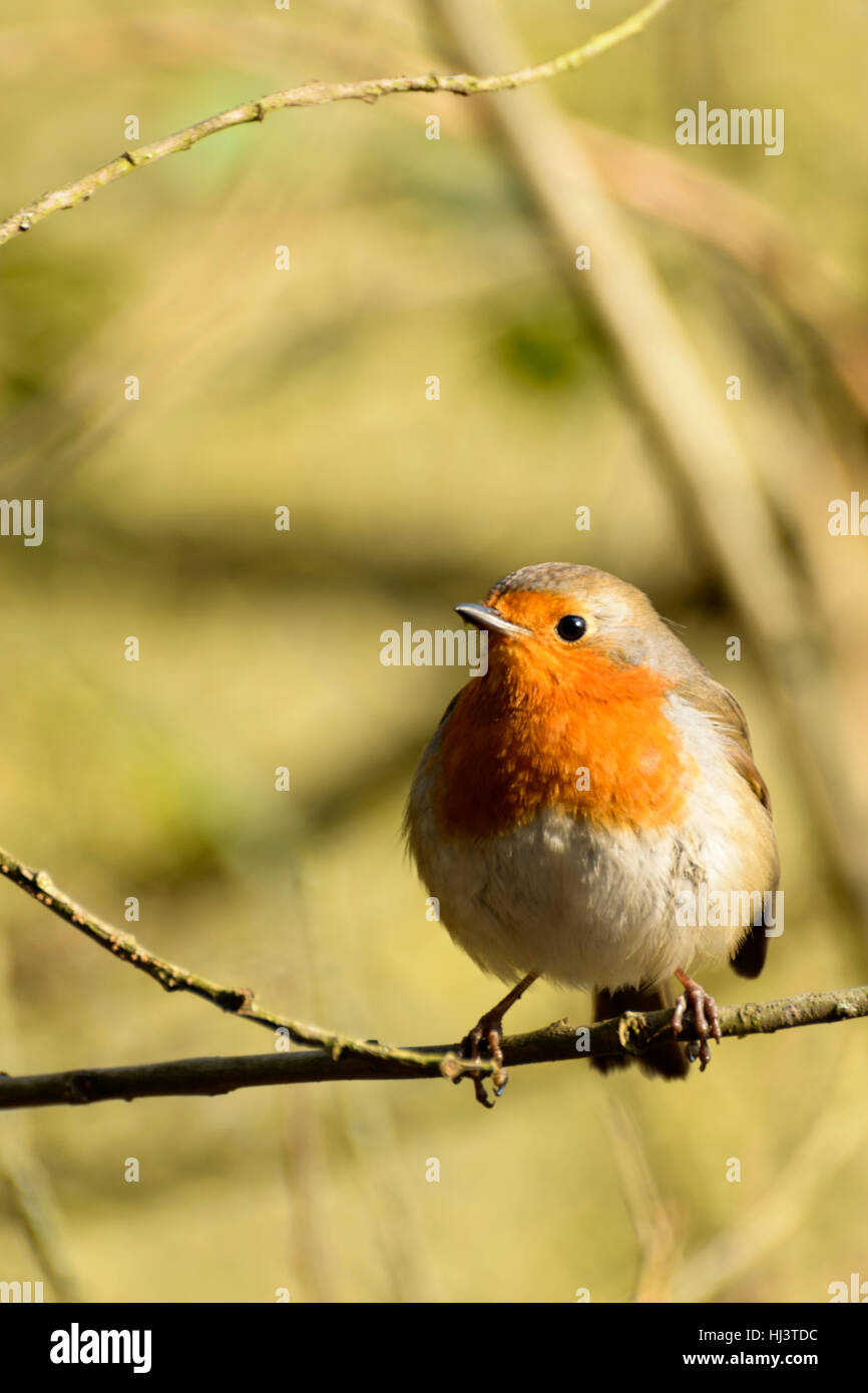 Robin in winter Stock Photo - Alamy