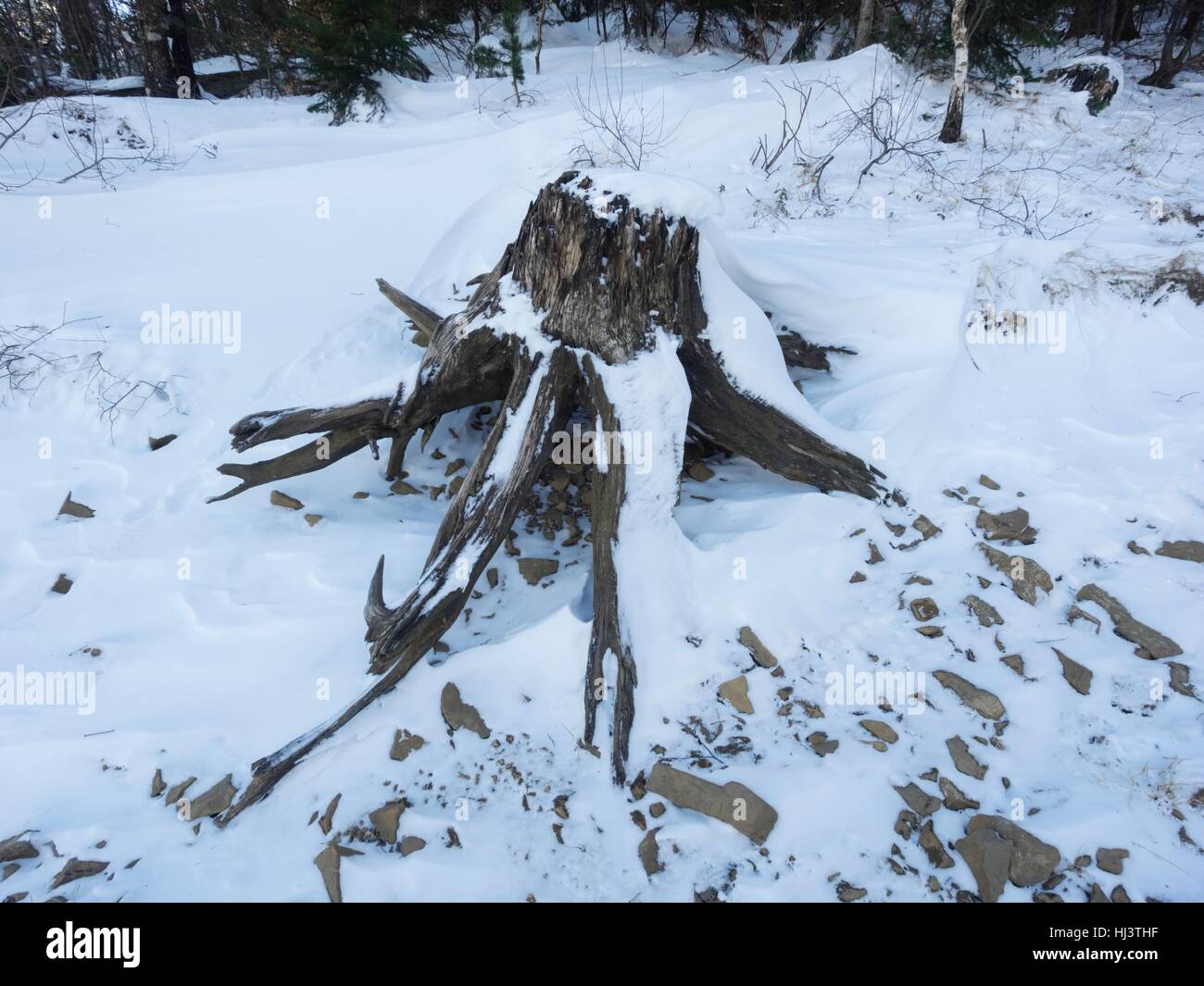 Tree root protruding hi-res stock photography and images - Alamy