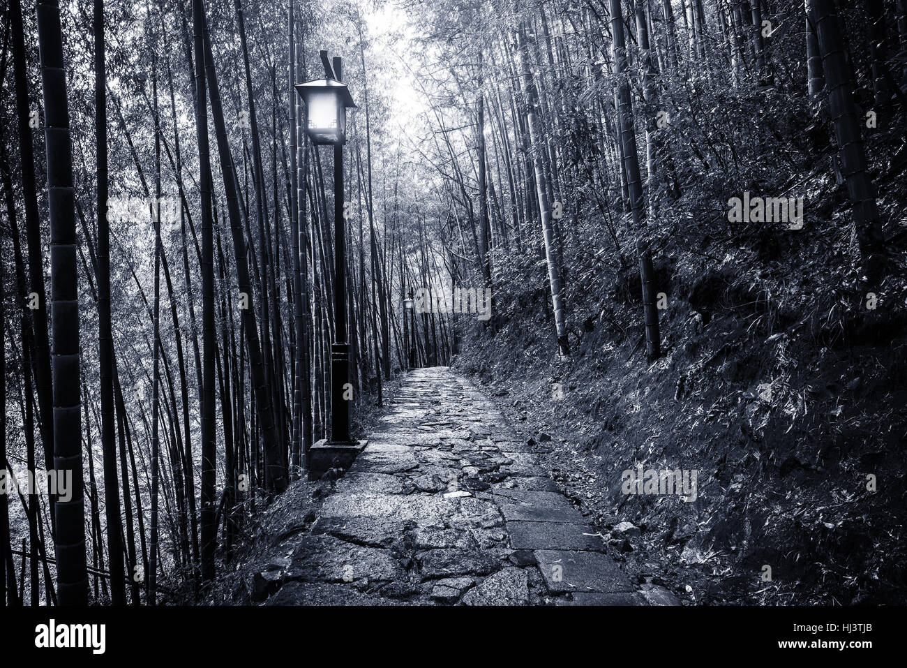Foggy morning in the forest in Huangshan National park. China Stock ...