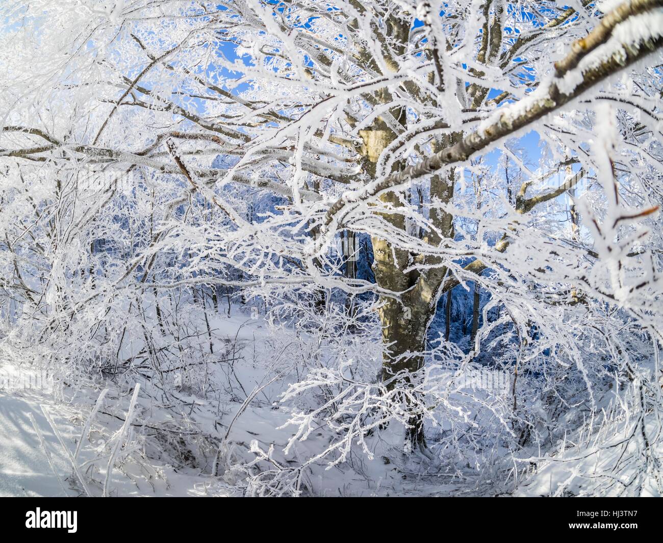 Icy coldIcy cold tree full of ice and snow branches branch magnificent ...