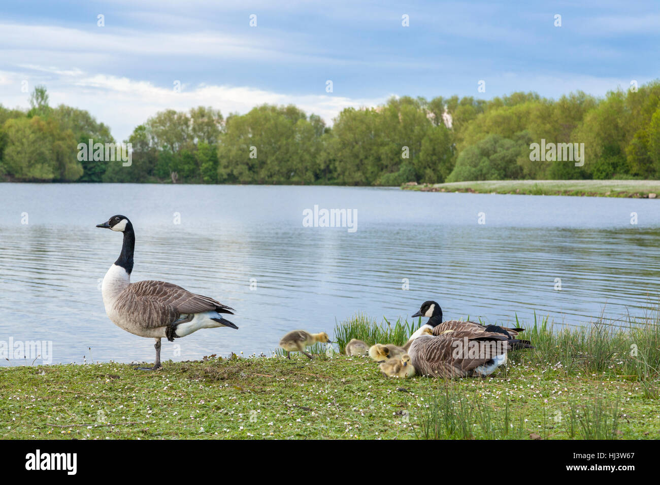 Female canada geese hi-res stock photography and images - Alamy