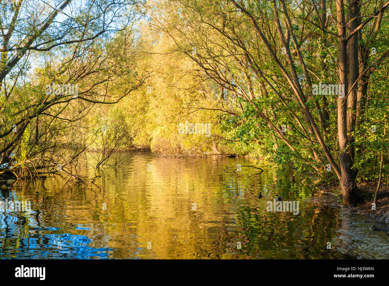 Lakeside trees hi-res stock photography and images - Alamy