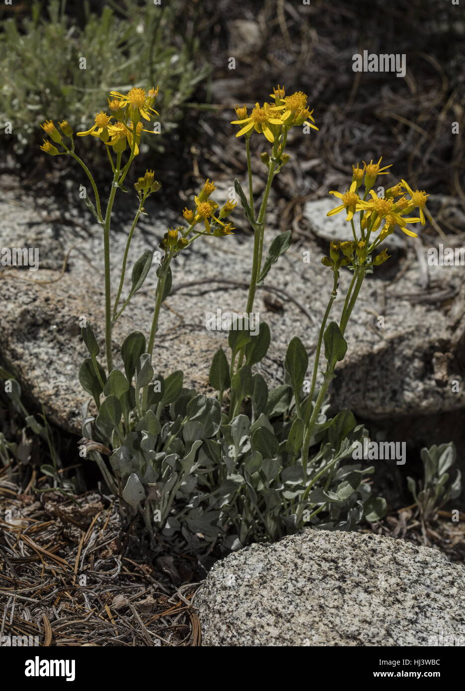 Woolly groundsel, Packera cana in flower, Sierra Nevada Stock Photo - Alamy