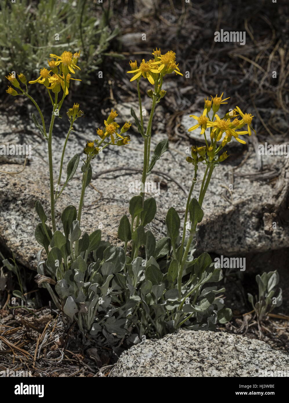 Woolly groundsel, Packera cana in flower, Sierra Nevada Stock Photo - Alamy