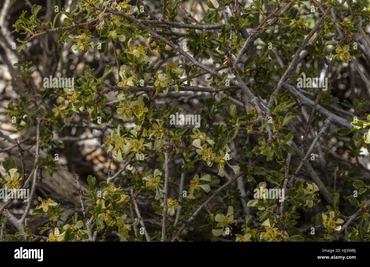Bitterbrush hi-res stock photography and images - Alamy