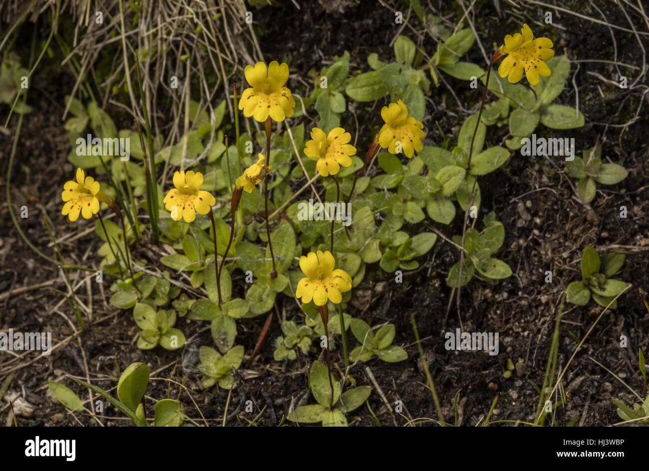 Primrose monkeyflower, Mimulus primuloides in flower in high wet meadow ...