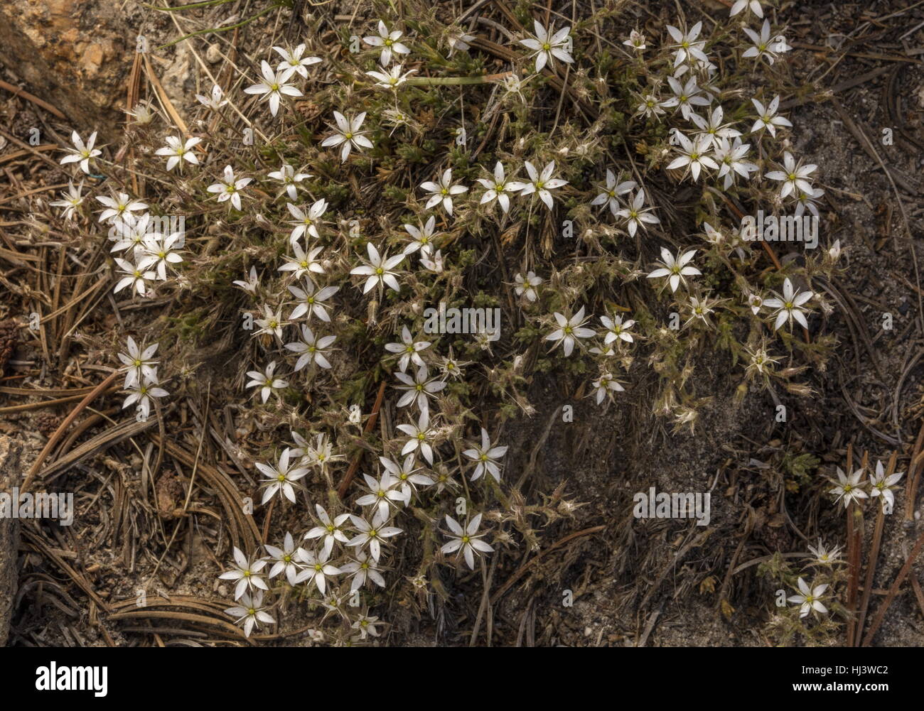 Minuartia nuttallii hi-res stock photography and images - Alamy