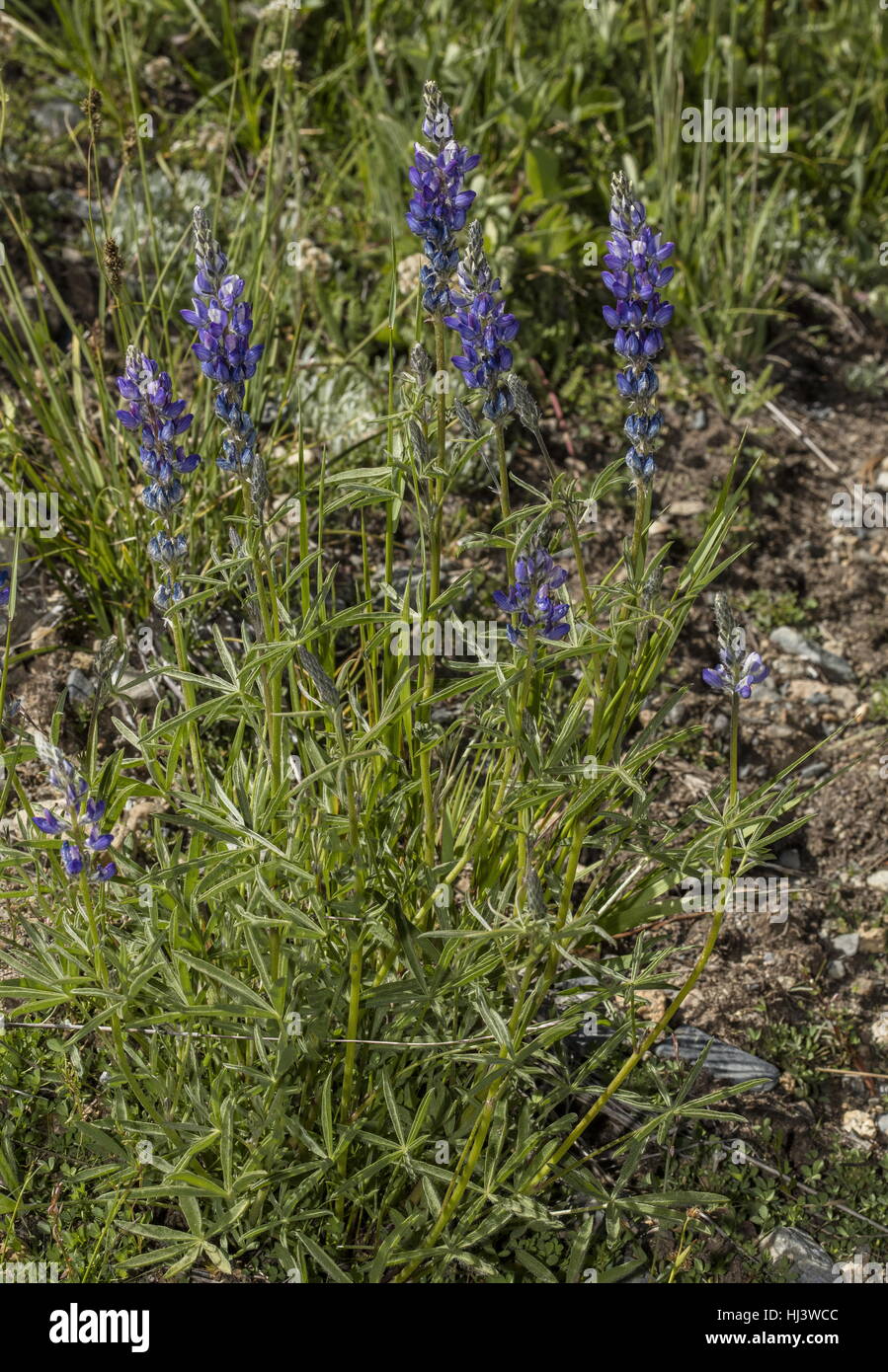 Lupinus pratensis ssp pratensis hi-res stock photography and images - Alamy