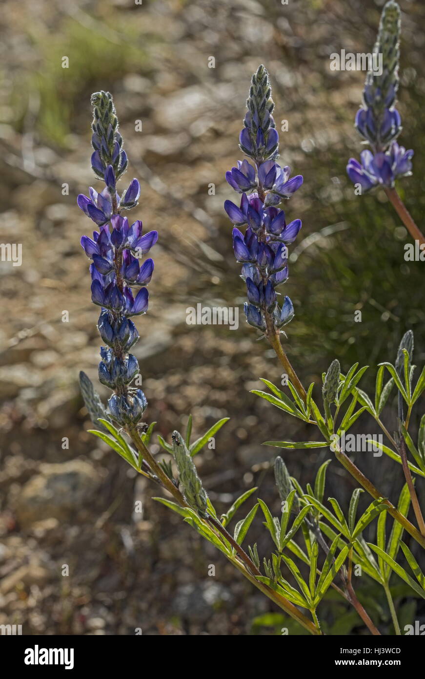 A montane lupine, Lupinus pratensis ssp pratensis, Rock Canyon Creek ...