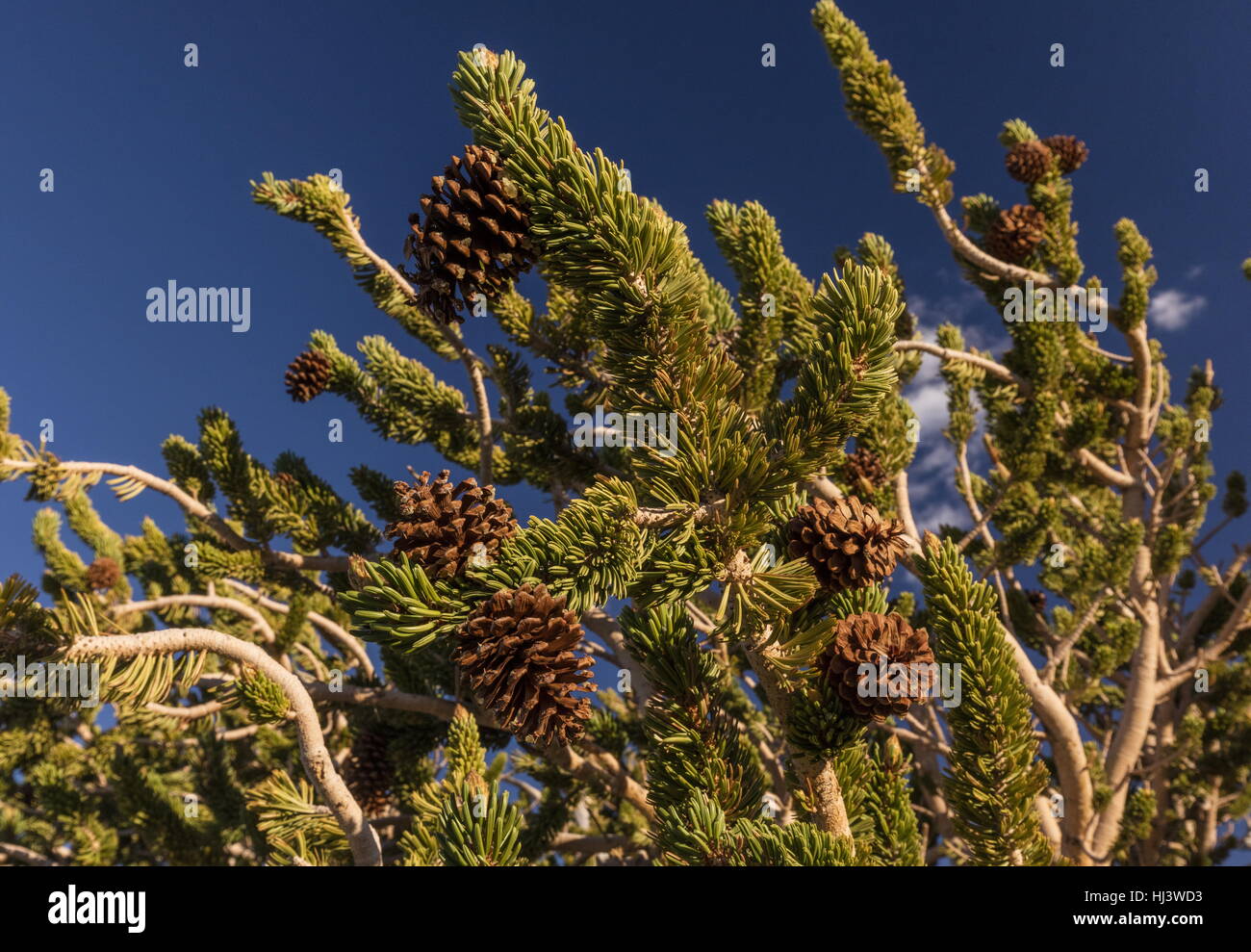 Pinus longaeva female cone hi-res stock photography and images - Alamy