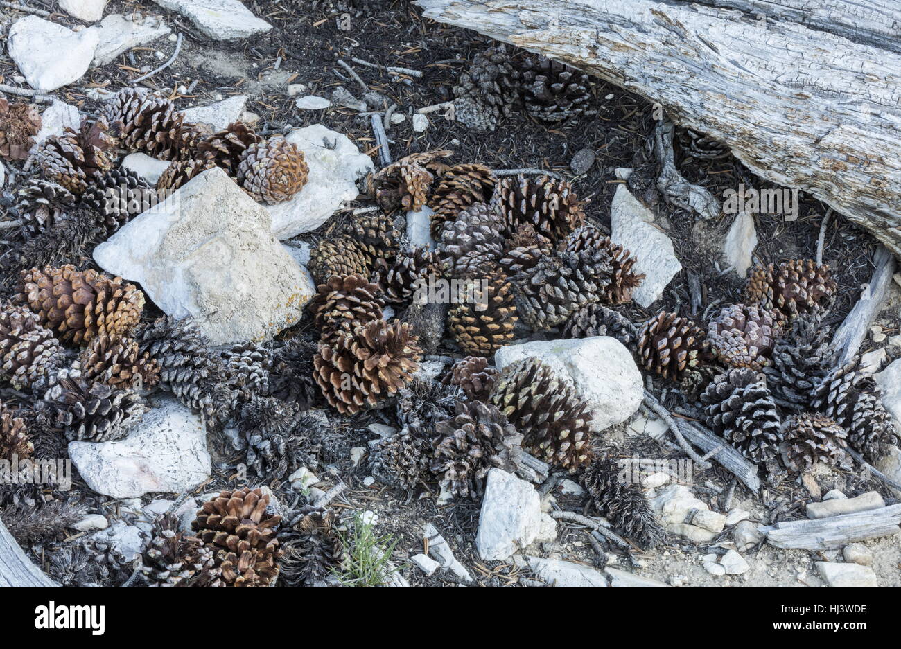 Bristlecone pine, Pinus longaeva female cones, with bristles; White ...