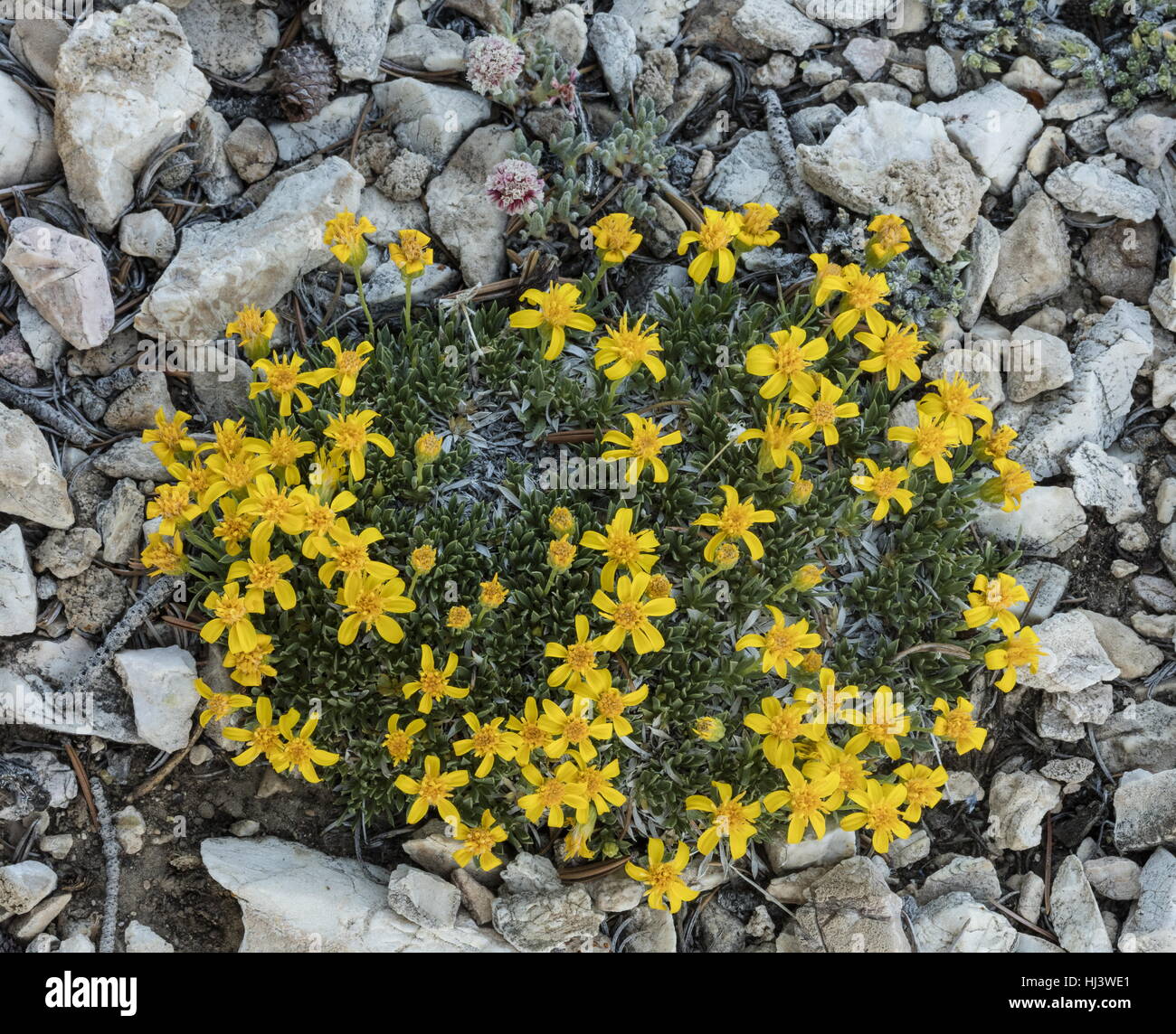 Stemless Goldenweed, Stenotus acaulis in flower at high altitude in the ...
