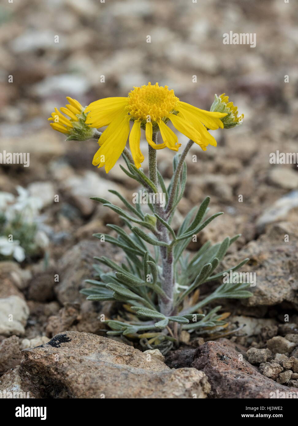 Hymenoxys cooperi hi-res stock photography and images - Alamy