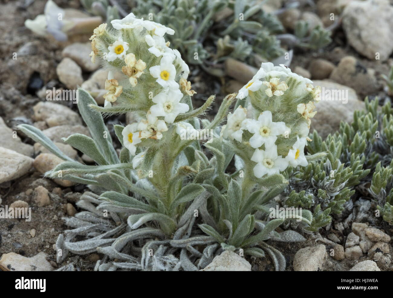 Roughseed hi-res stock photography and images - Alamy