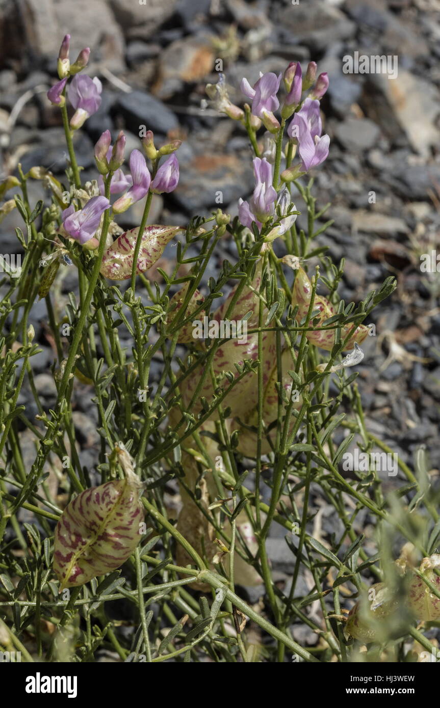 Locoweed plant hi-res stock photography and images - Alamy