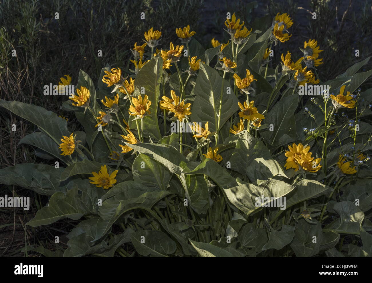 Arrow root plant hi-res stock photography and images - Alamy