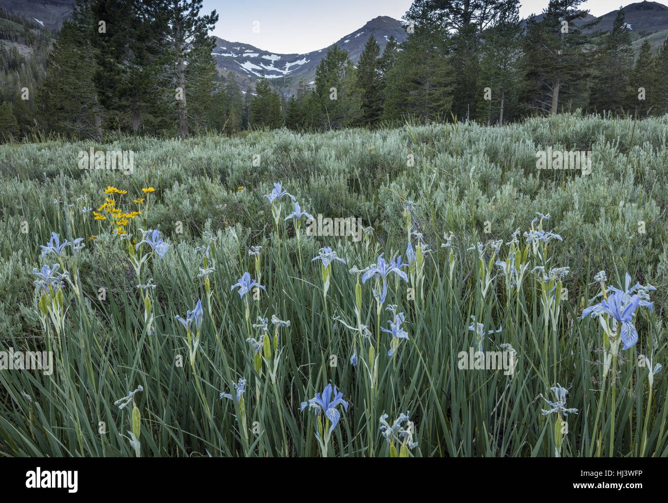 Western blue flag, Iris missouriensis in masses in marshy high meadow ...