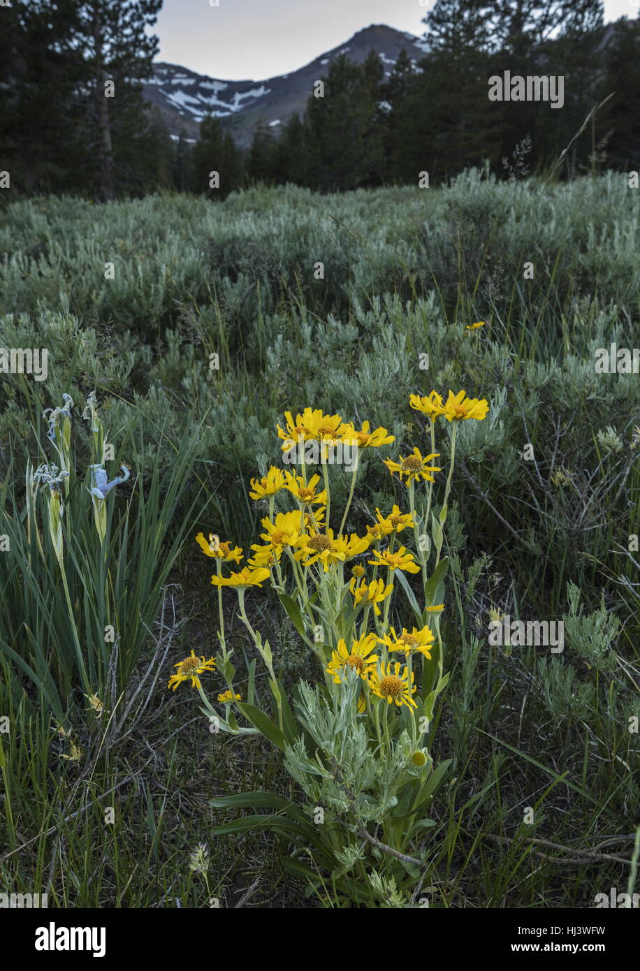 Hoope's sneezeweed, Hymenoxys hoopesii in flower, Sierra Nevada Stock ...