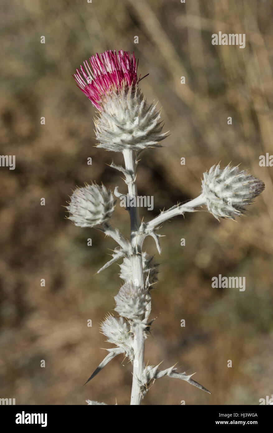 Cobweb thistle, Cirsium occidentale in flower on roadside slopes ...
