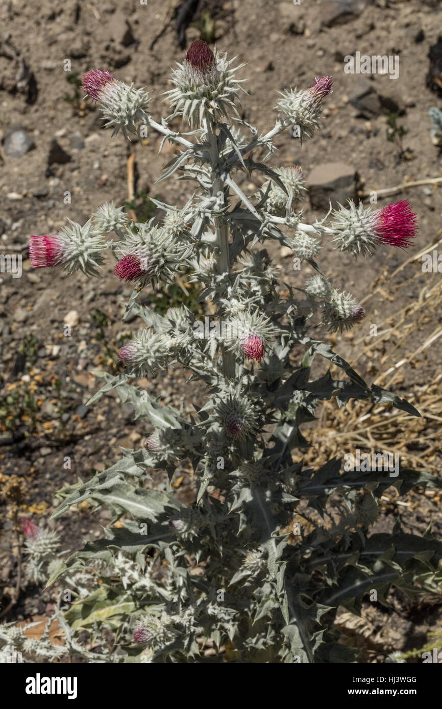Cobweb thistle, Cirsium occidentale in flower on roadside slopes ...