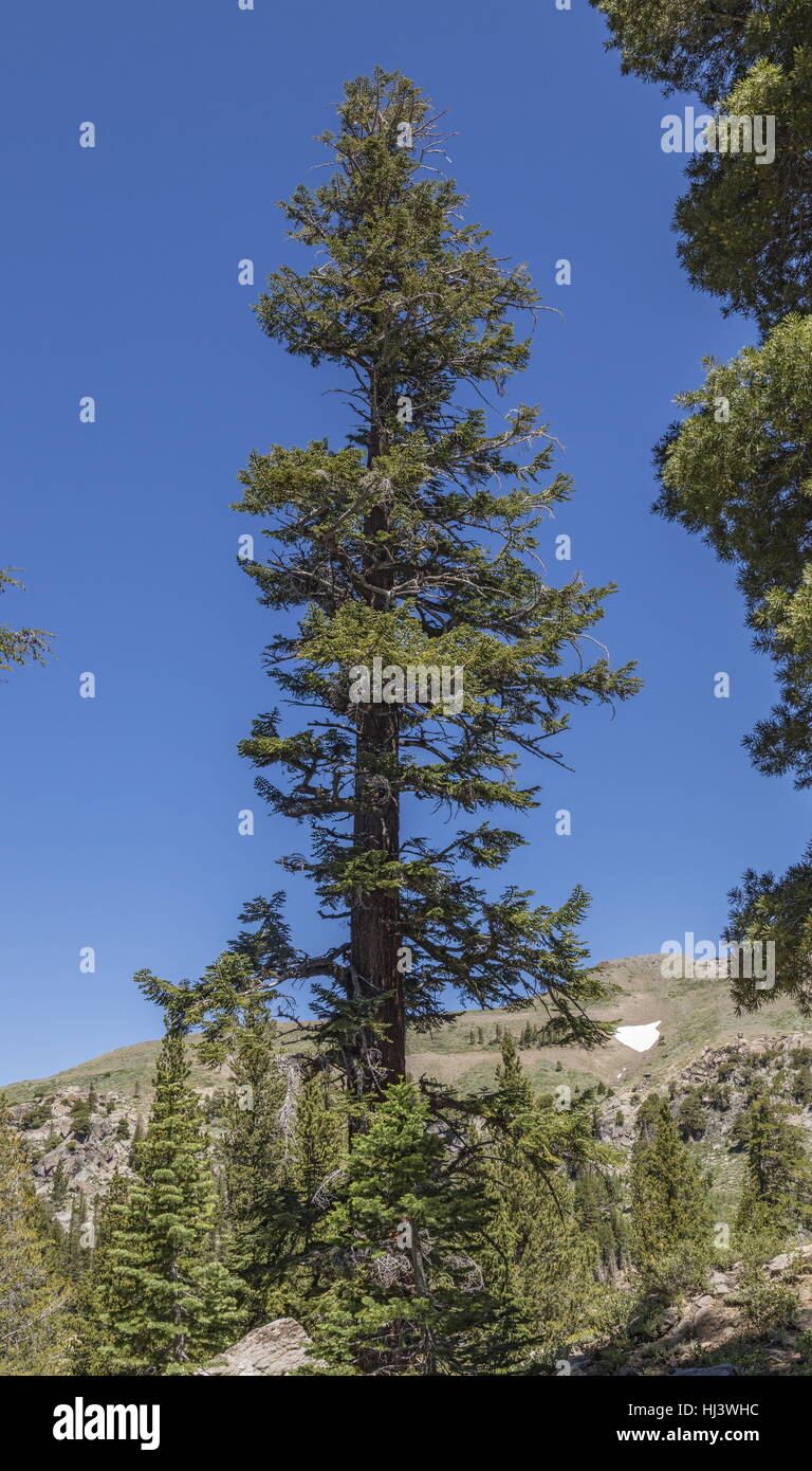 Western white pine, Pinus monticola, old tree. Sierra Nevada Stock ...