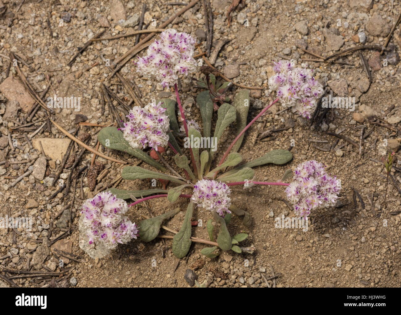 Pussy paws or Pussy toes, Cistanthe umbellata, on bare soil, Sierra ...