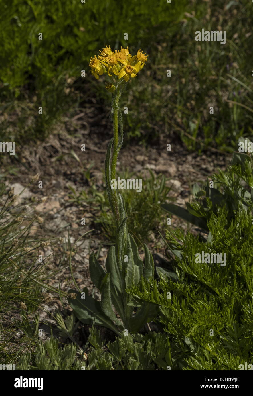 Lambstongue ragwort, Senecio integerrimus in flower in high altitude ...