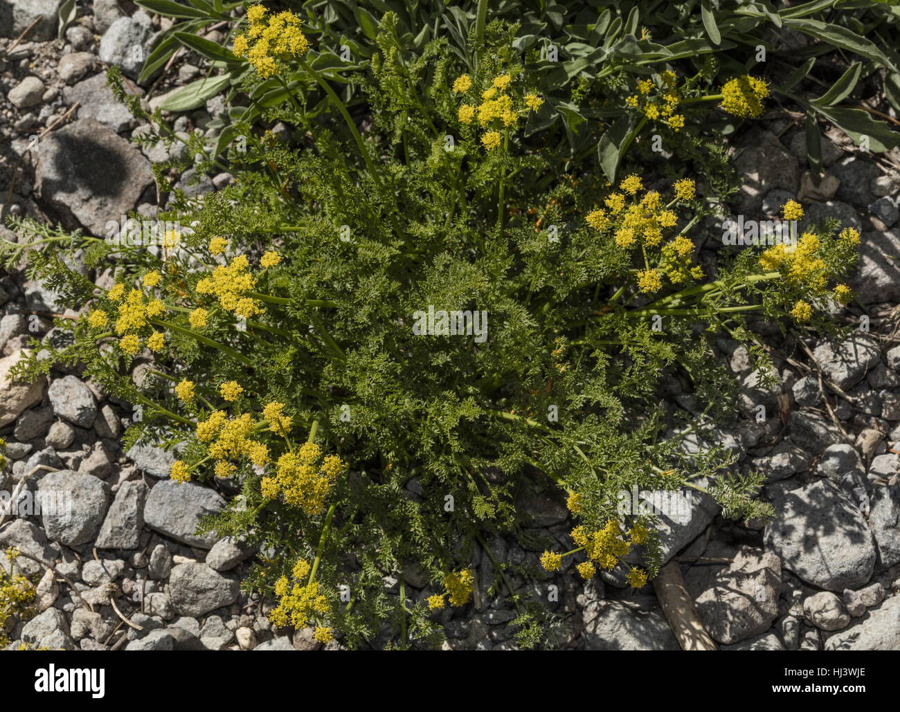 Aromatic spring-parsley, Cymopterus terebinthinus, in flower, Sierra ...