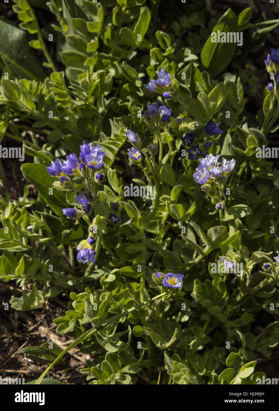 Sky pilot flower hi-res stock photography and images - Alamy