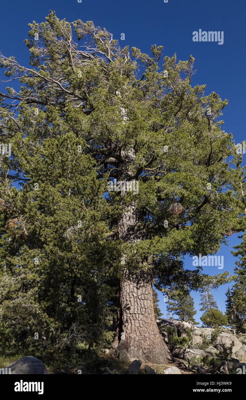 Western white pine, Pinus monticola, old tree. Sierra Nevada Stock ...