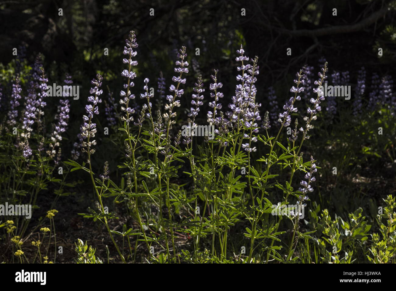 Long raceme hi-res stock photography and images - Alamy