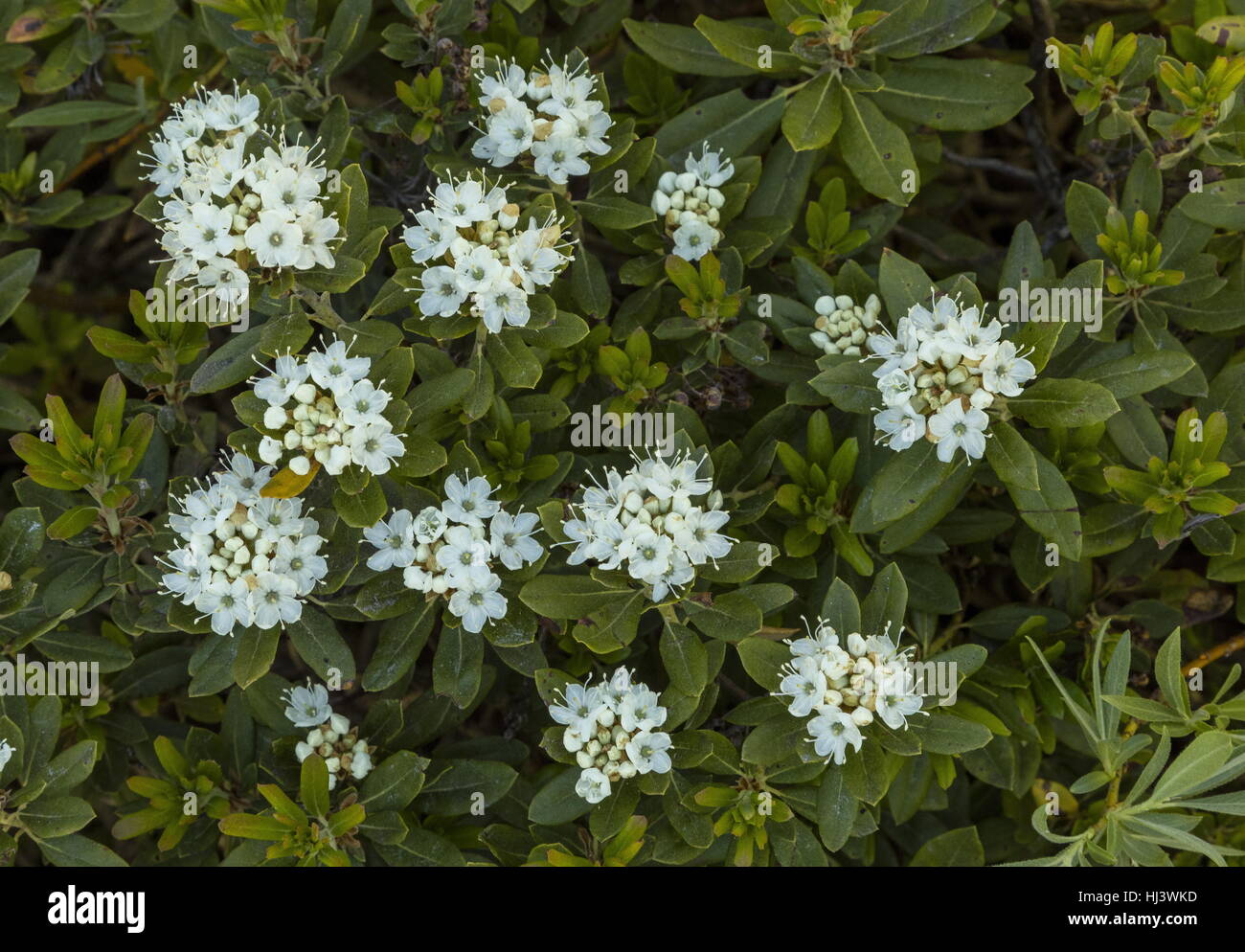 Western Labrador tea, Rhododendron columbianum in flower in the Sierra ...