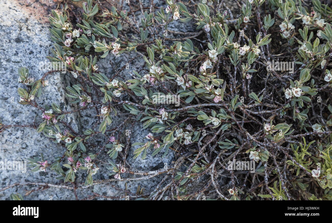 Alpine Small Leaved Shrubs