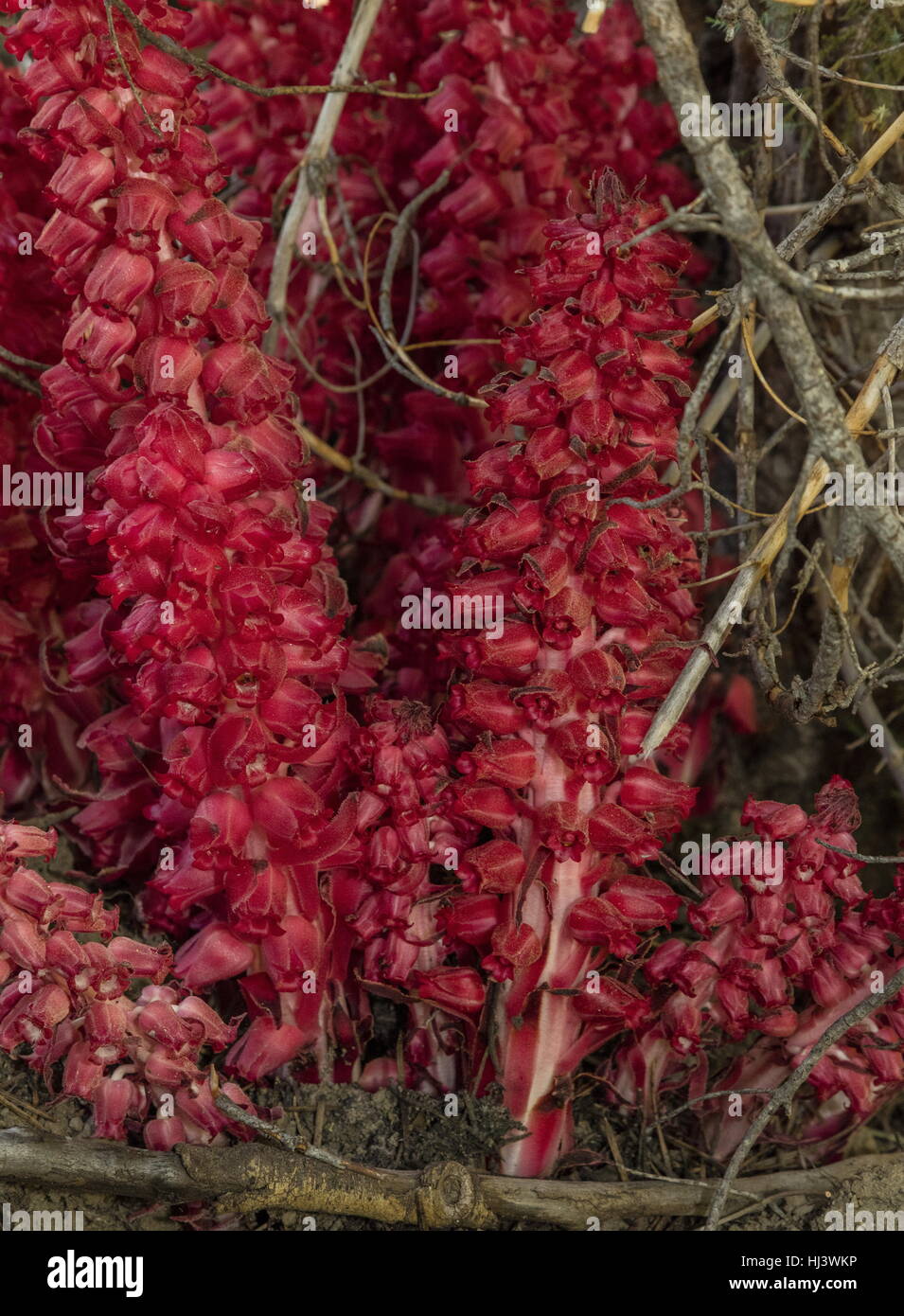 snow plant, Sarcodes sanguinea group in flower under pines, Sierra ...