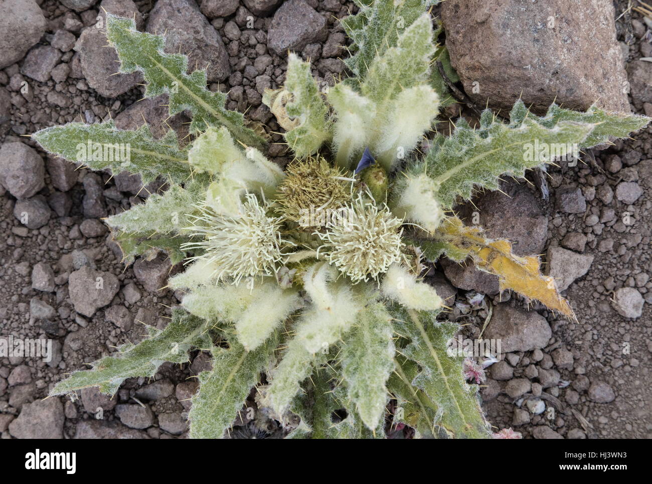 California thistle hi-res stock photography and images - Alamy